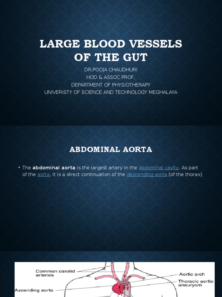 Major Gut Blood Vessels Overview | PDF | Large Intestine | Pancreas