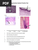 The Integumentary Answer Key | PDF | Integumentary System | Epidermis
