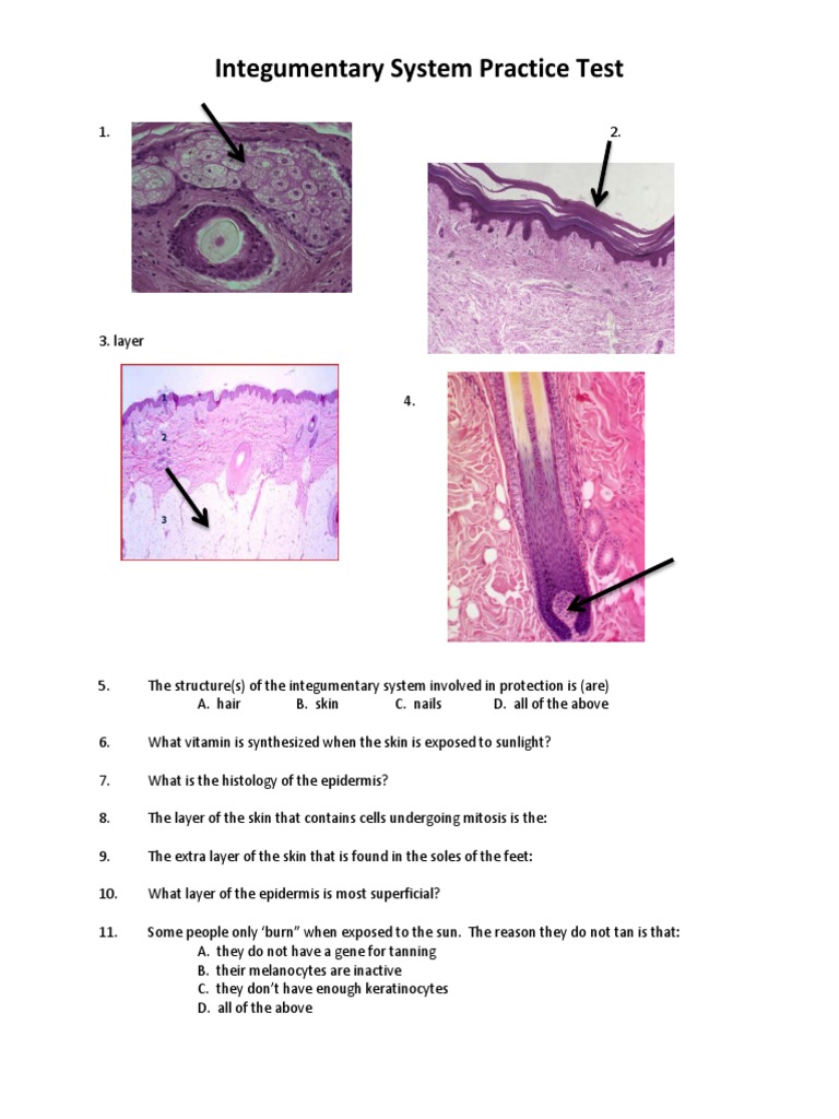 Integumentary System Test Guide | PDF | Integumentary System | Skin