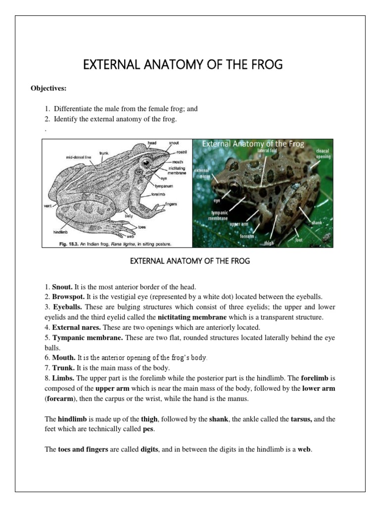 External Parts of Frog | PDF