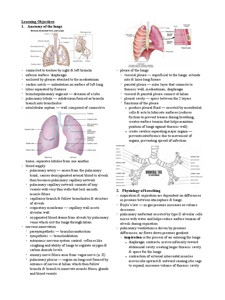 Learning Objectives 1. Anatomy of The Lungs | PDF | Lung | Exhalation