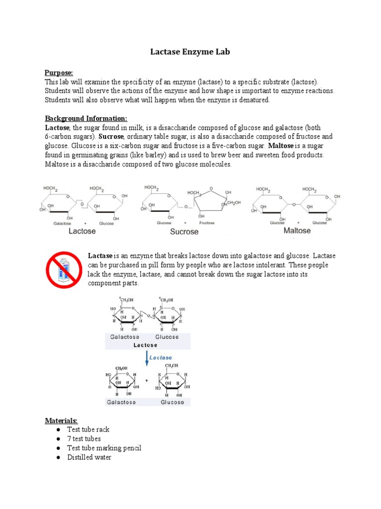 Student Lactase Enzyme Lab | PDF | Glucose | Sucrose