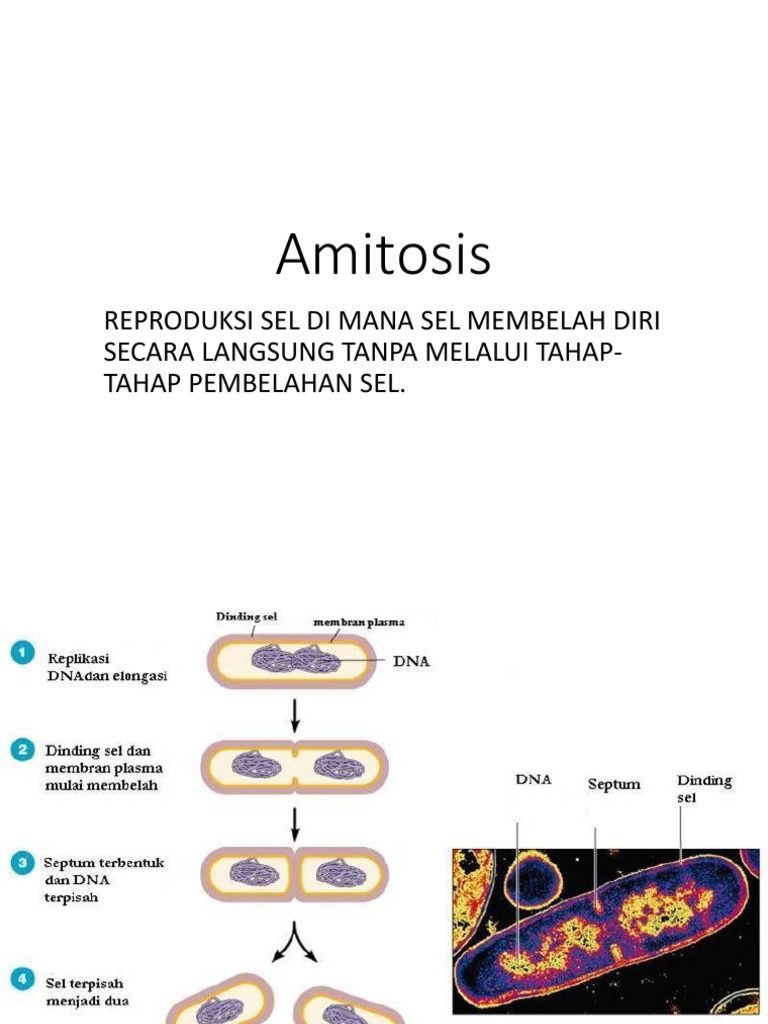 Amitosis | PDF