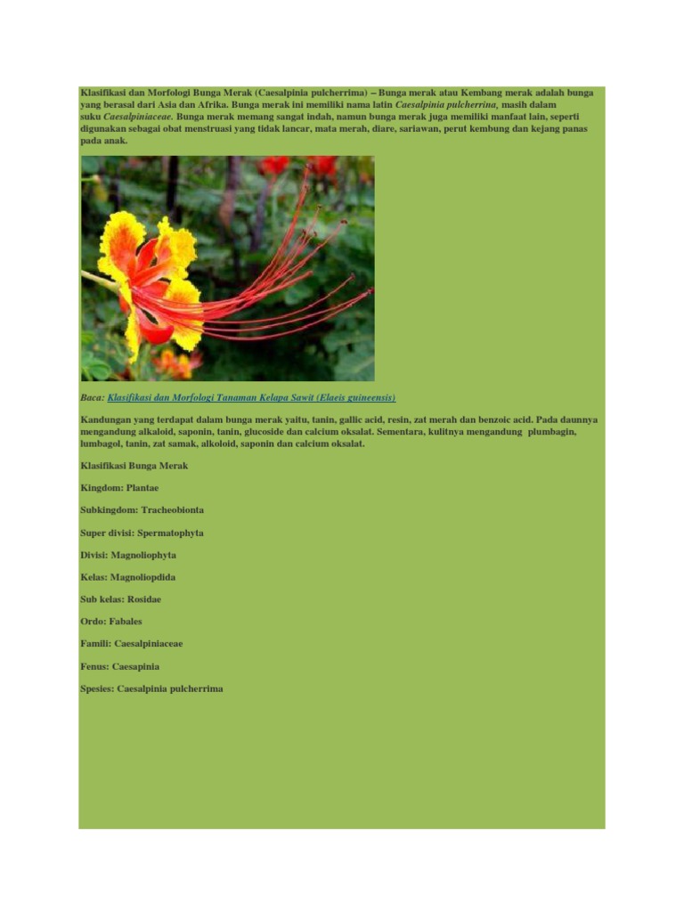 Morfologi dan Klasifikasi Bunga Merak | PDF | Griya & Taman | Kesehatan ...