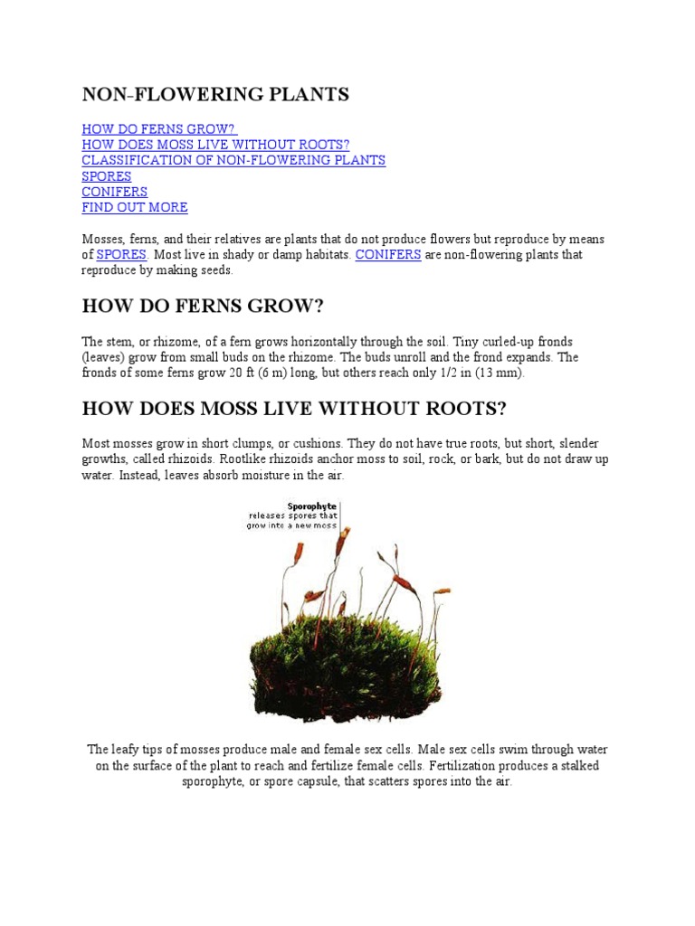 Overview of Non-Flowering Plants | PDF | Pinophyta | Moss