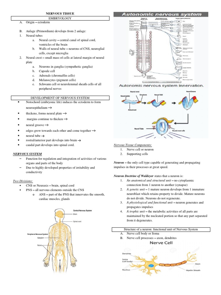 Nervous Tissue: Nervous System Neuron - The Only Cell Type Capable of ...