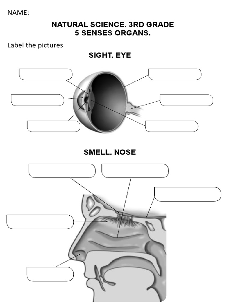 5 Senses Organs. Label The Pictures | PDF