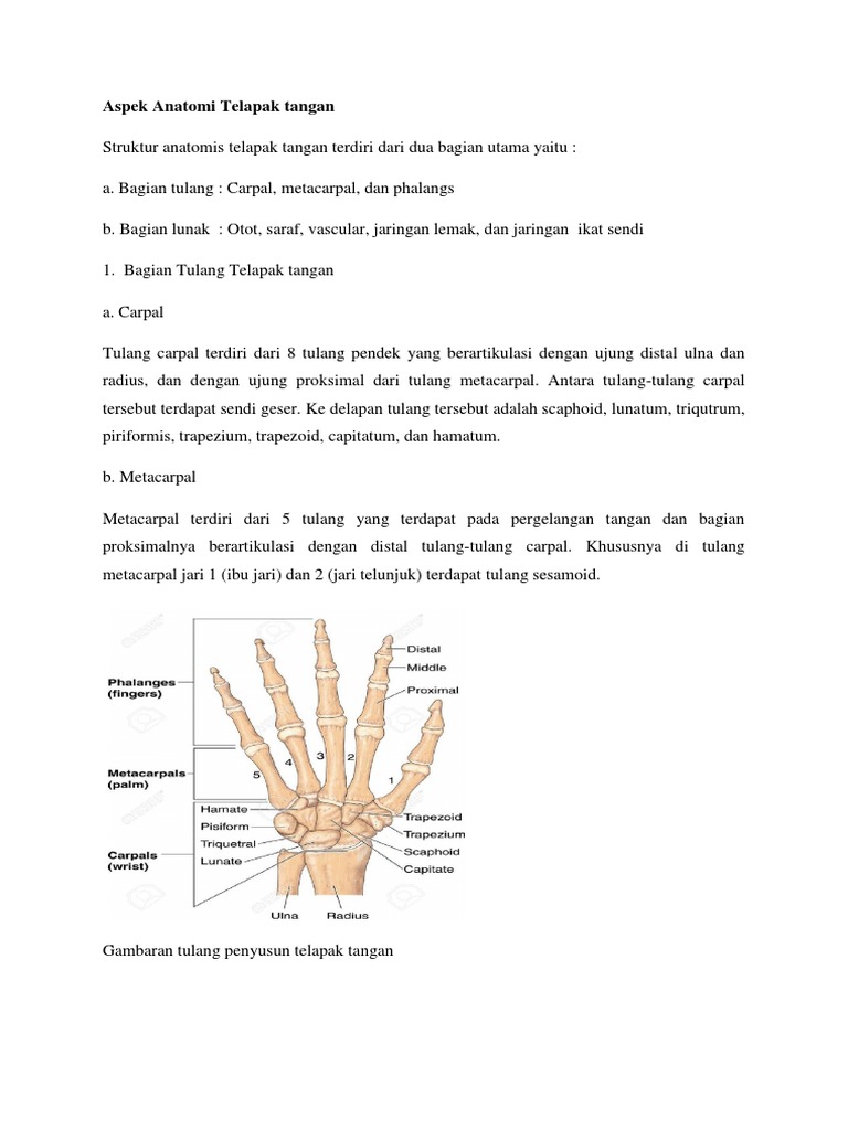 Anatomi Telapak Tangan dan RA | PDF | Sains & Matematika