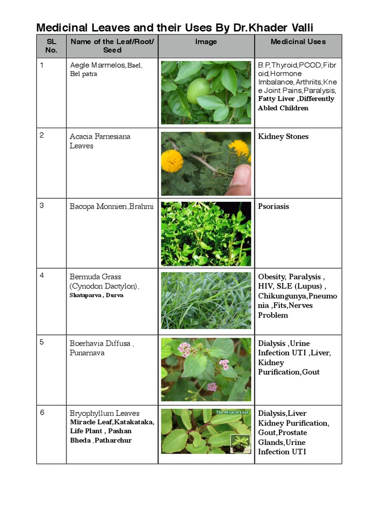 Medicinal Leaves and Their Uses by DR - Khader Vali | PDF | Urinary ...