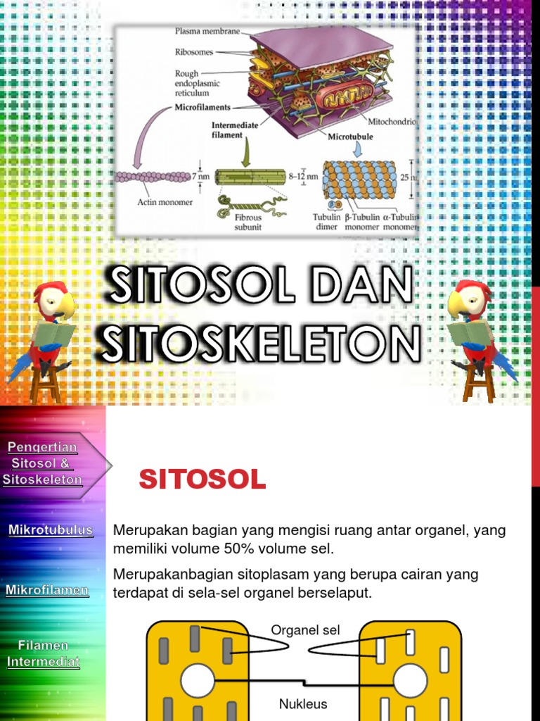 Sitosol | PDF