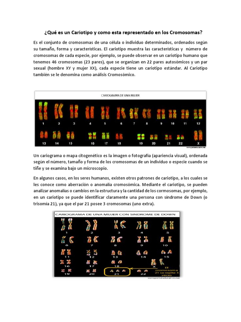 Qué Es Un Cariotipo y Como Esta Representado en Los Cromosomas | PDF | Cariotipo | Cromosoma
