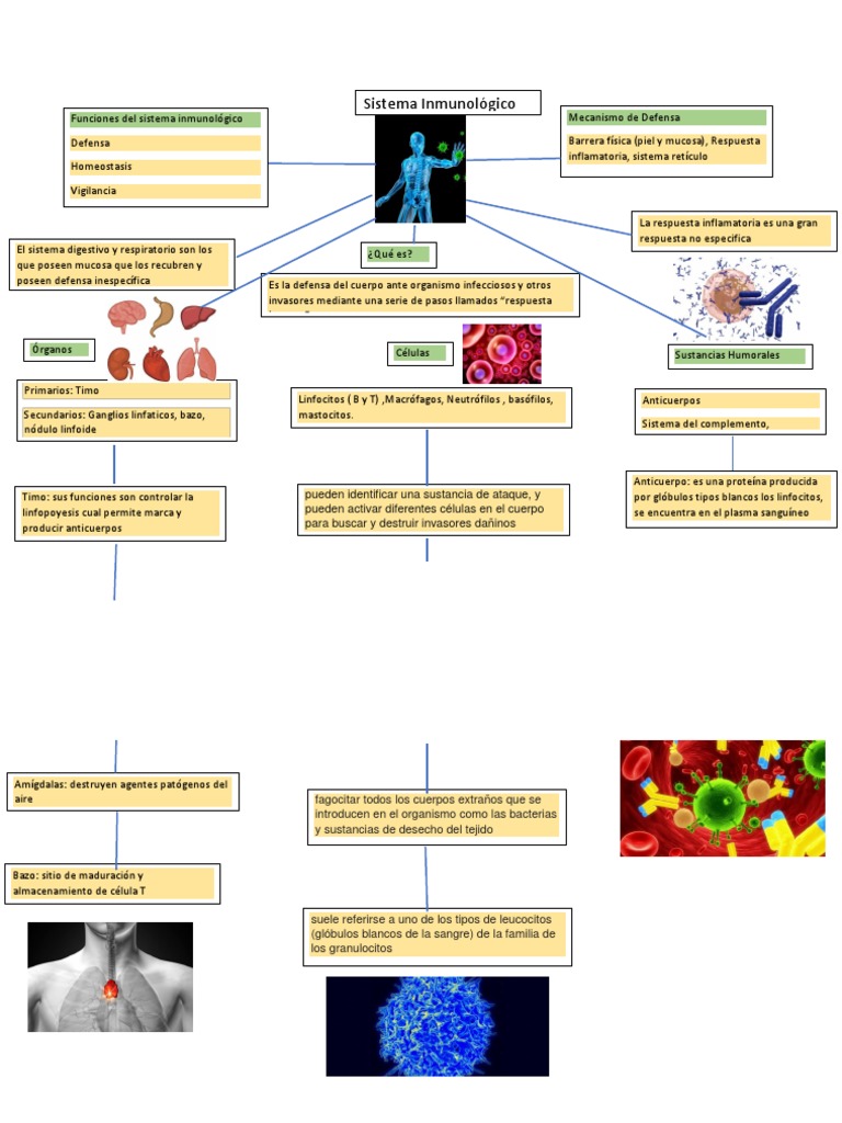 Sistema Inmunologico cuadro sinoptico | Sistema inmune | Inflamación | Prueba gratuita de 30 ...
