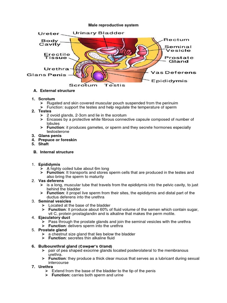 Male Reproductive System | PDF | Fetus | Circulatory System