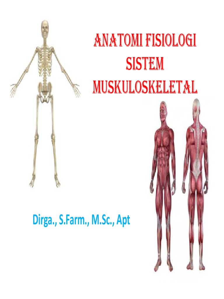 Anatomis dan Fisiologi Sistem Muskuloskeletal | PDF