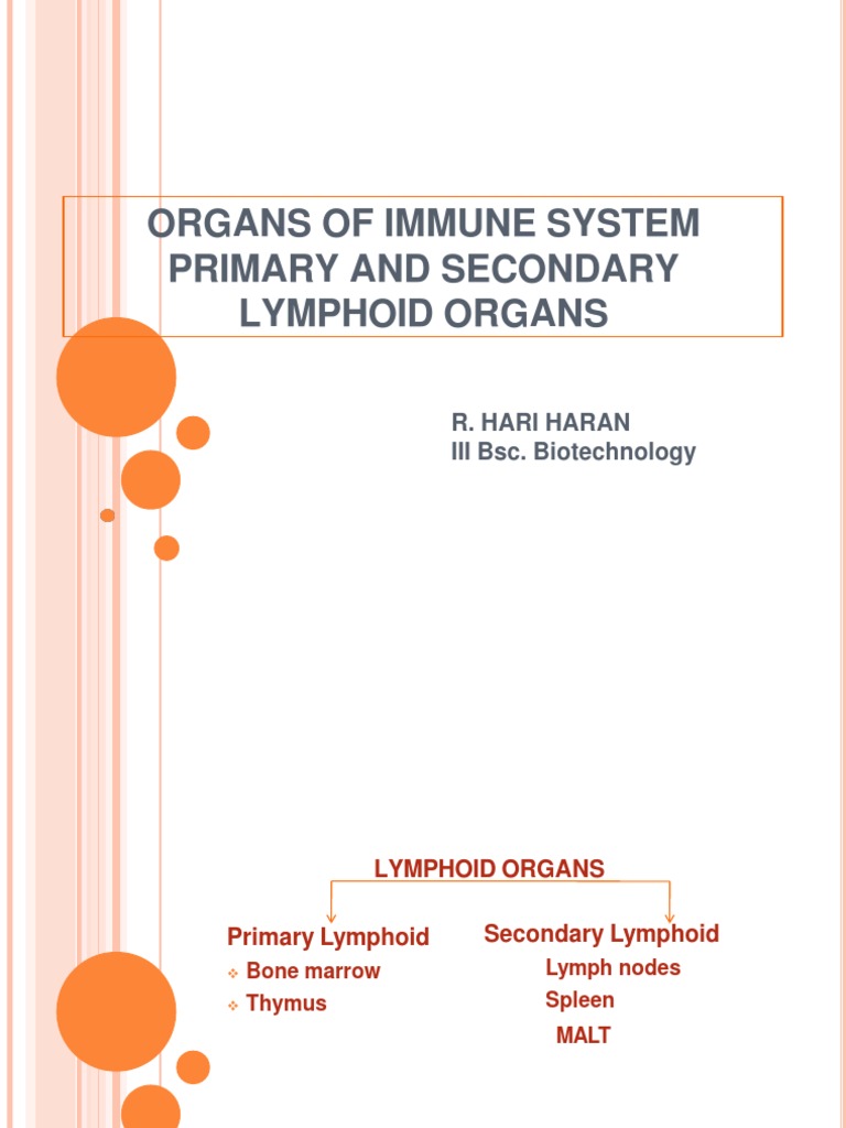Immunology Seminar by Hari Haran | PDF | Lymphatic System | Lymph Node