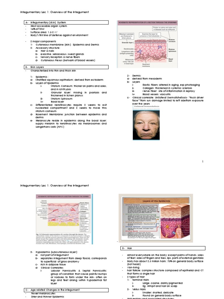Integumentary Lec 1: Overview of The Integument: A-Integumentary (Skin ...