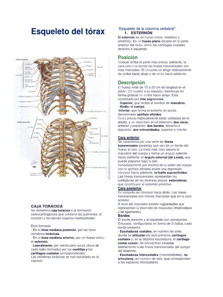 Anatomía del Esqueleto Torácico | PDF | Tórax | La columna vertebral