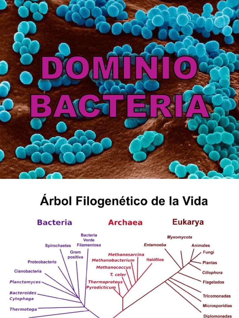 Clase 4 - Dominio Bacteria | PDF