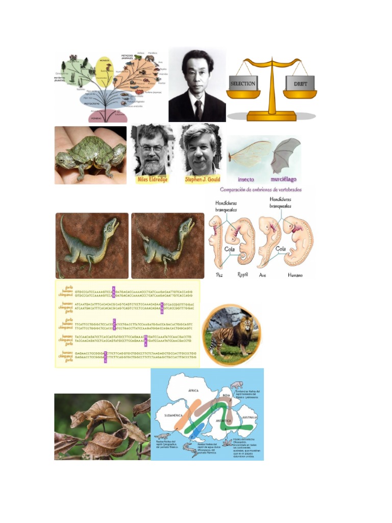 Neutralismo Imagenes | PDF