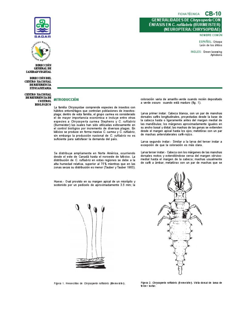 Ciclo de Vida de Chrysoperla rufilabris | PDF | Insectos | Zoología