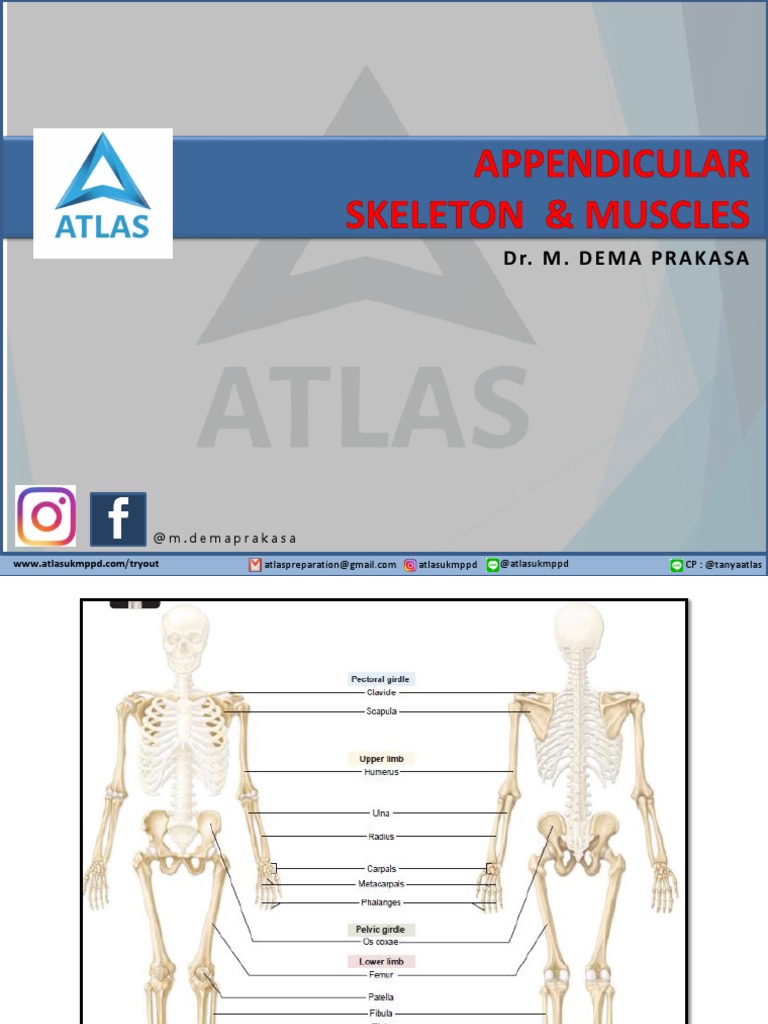 Appendicular Skeleton | PDF