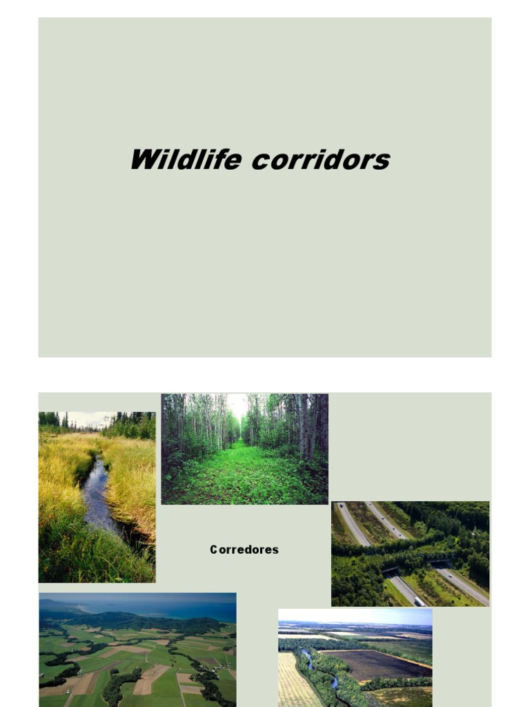 Wildlife Corridors | PDF | Conservation Biology | Natural Resource ...