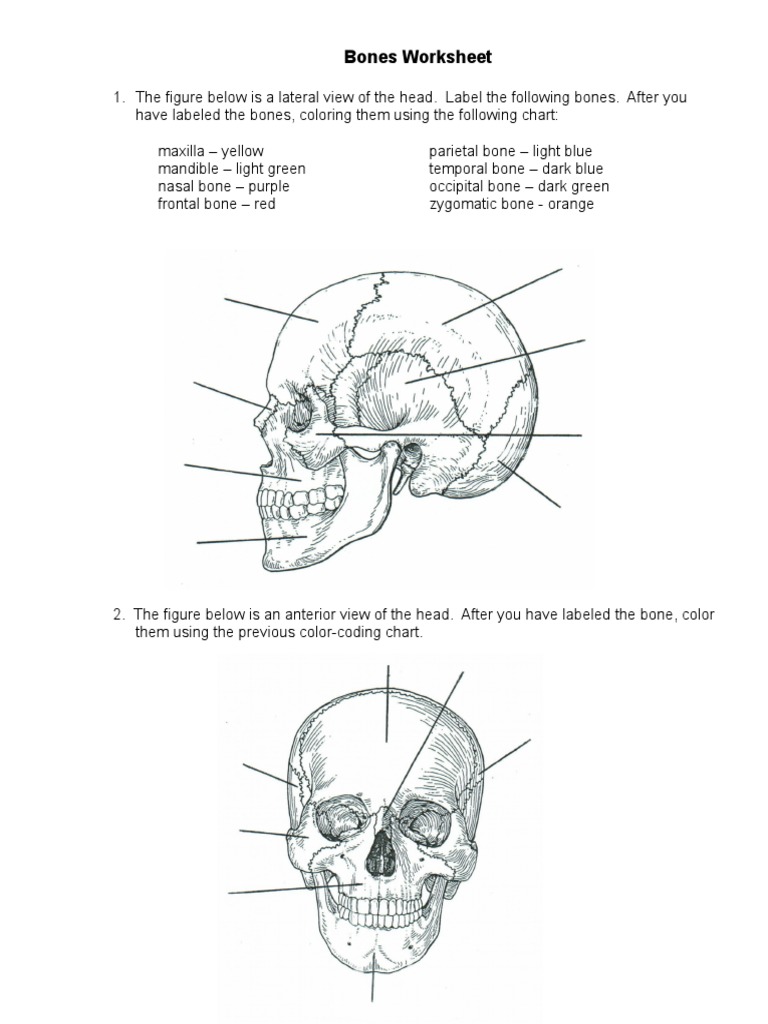 Bones Worksheet | PDF | Skeletal System | Human Anatomy