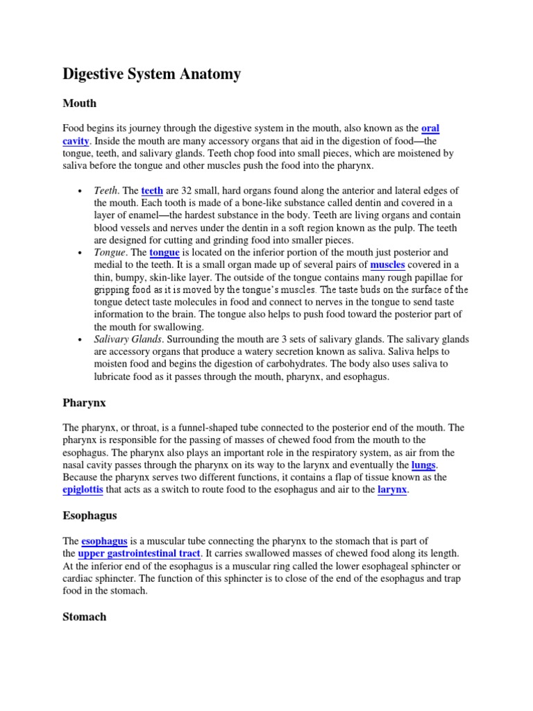 Digestive System Anatomy | PDF | Digestion | Human Digestive System