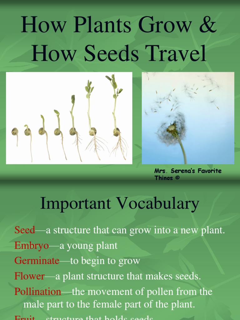 How Plants Grow and How Seeds Travel | PDF | Seed | Germination