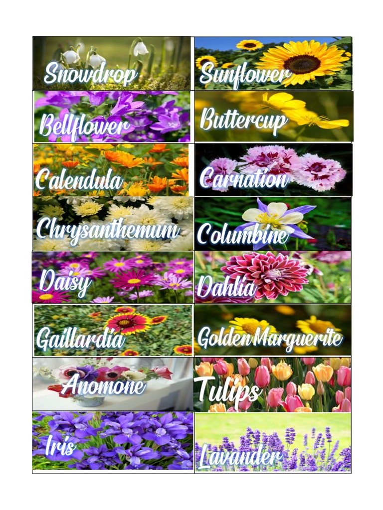 Flower Names List and Descriptions | PDF