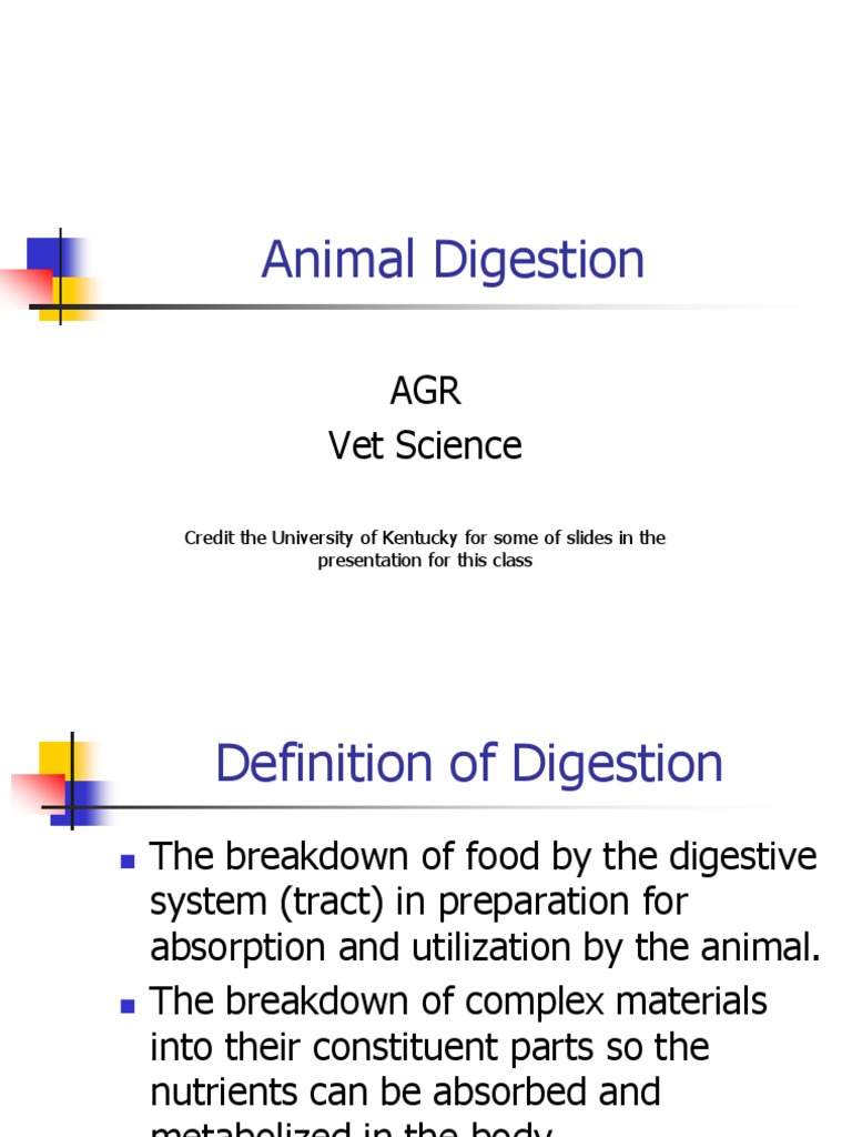 Animal Digestion | PDF | Digestion | Human Digestive System