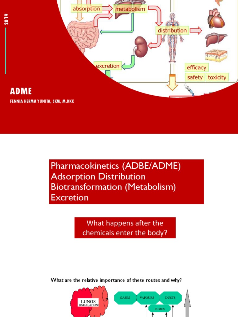 Understanding ADME Processes in Toxicology | PDF | Drug Metabolism | Vein