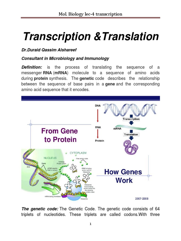 Transcription &translation: Mol. Biology Lec-4 Transcription | PDF ...