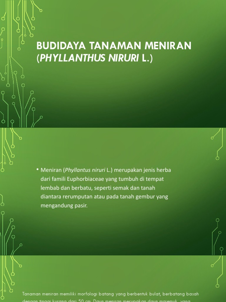 FIX BGT BUDIDAYA TANAMAN MENIRAN (Phyllanthus Niruri L | PDF