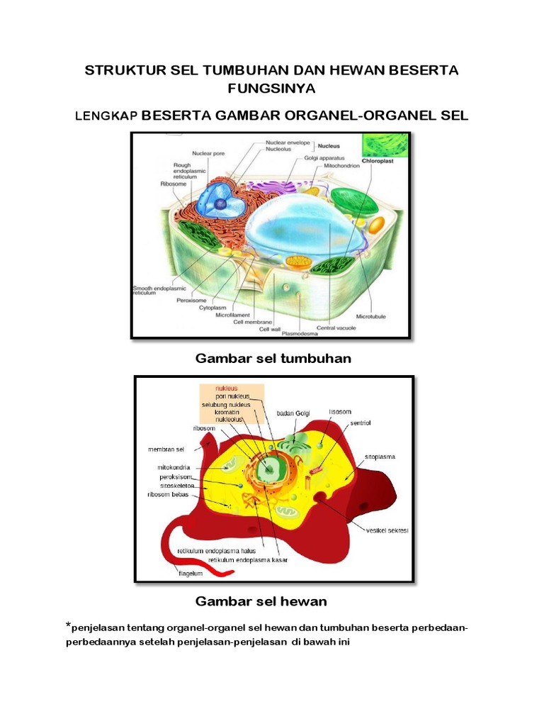 Struktur Sel Tumbuhan Dan Fungsinya | PDF