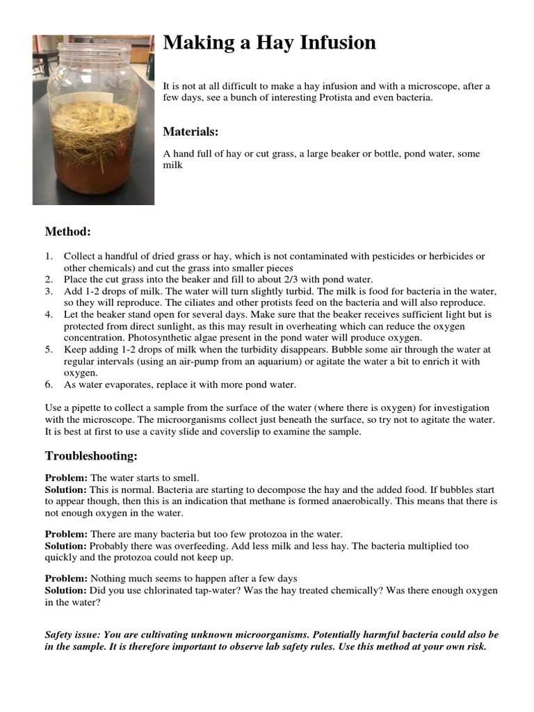 Making A Hay Infusion | PDF | Bacteria | Water