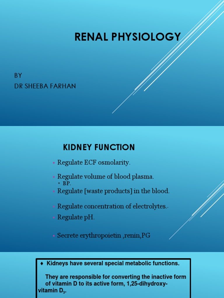 Renal Physiology | PDF | Renal Function | Kidney