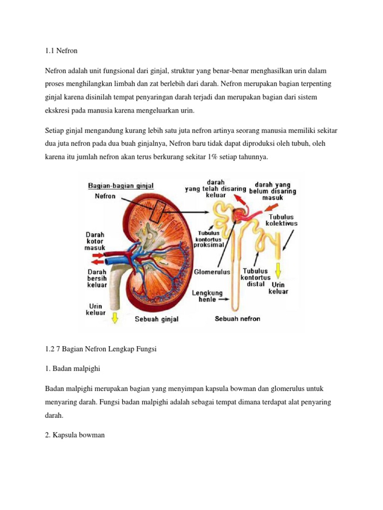 Struktur Nefron Dan Fungsi Ginjal | PDF
