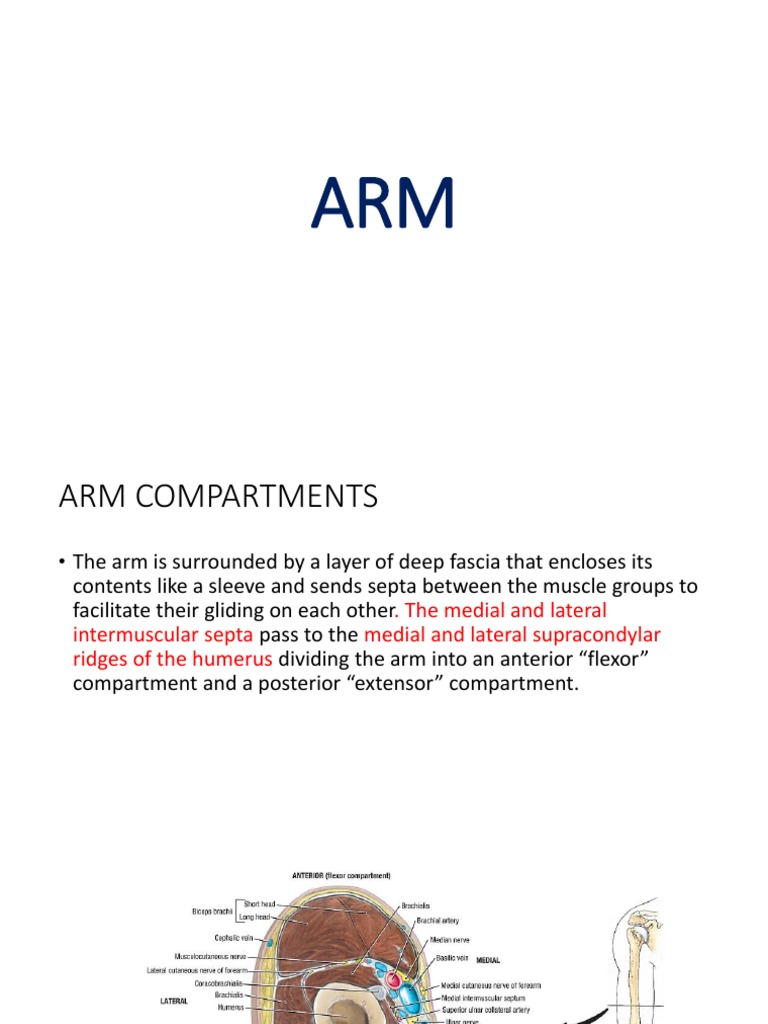 Anatomy and Clinical Applications of the Structures in the Arm | PDF ...