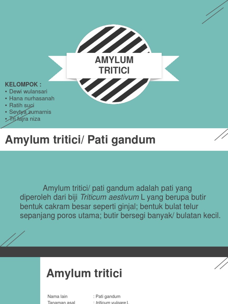 Karakteristik Amylum Tritici Mikroskopis | PDF