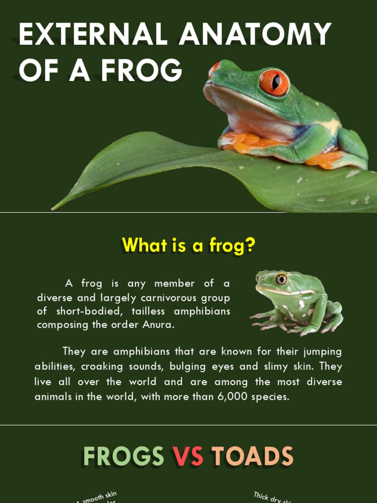 External Anatomy of A Frog | PDF | Frog | Anatomical Terms Of Location