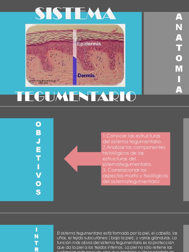 Sistema Tegumentario Diapositivas | PDF | Piel | Epidermis