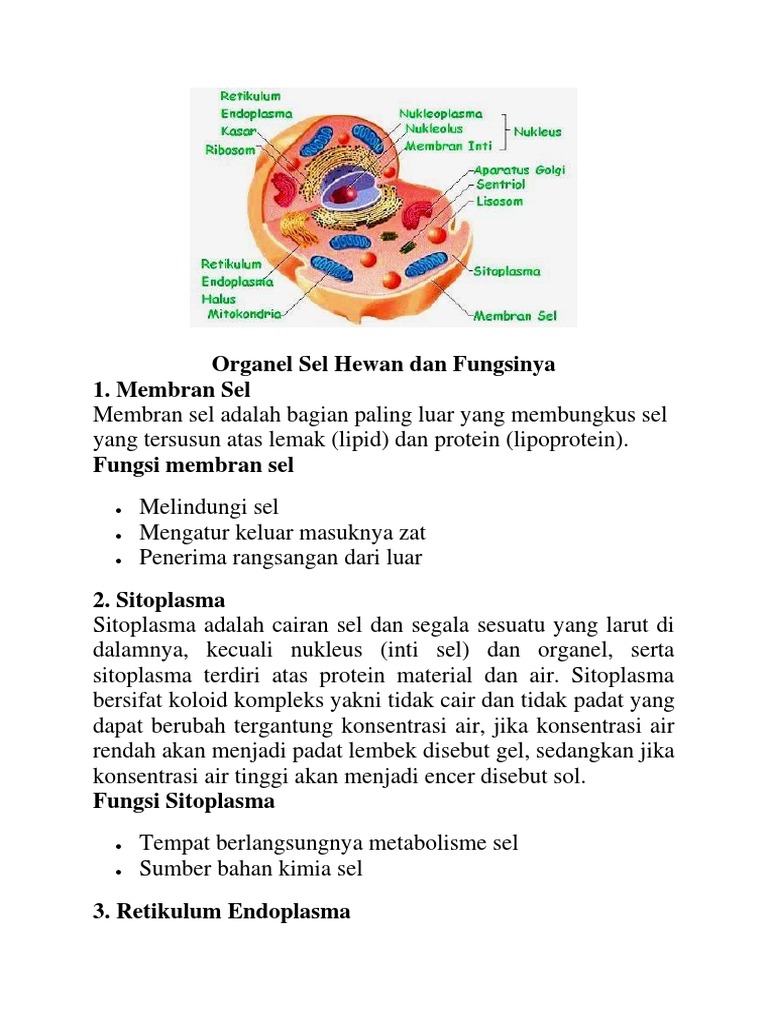 Organel Sel Hewan Dan Fungsinya | PDF