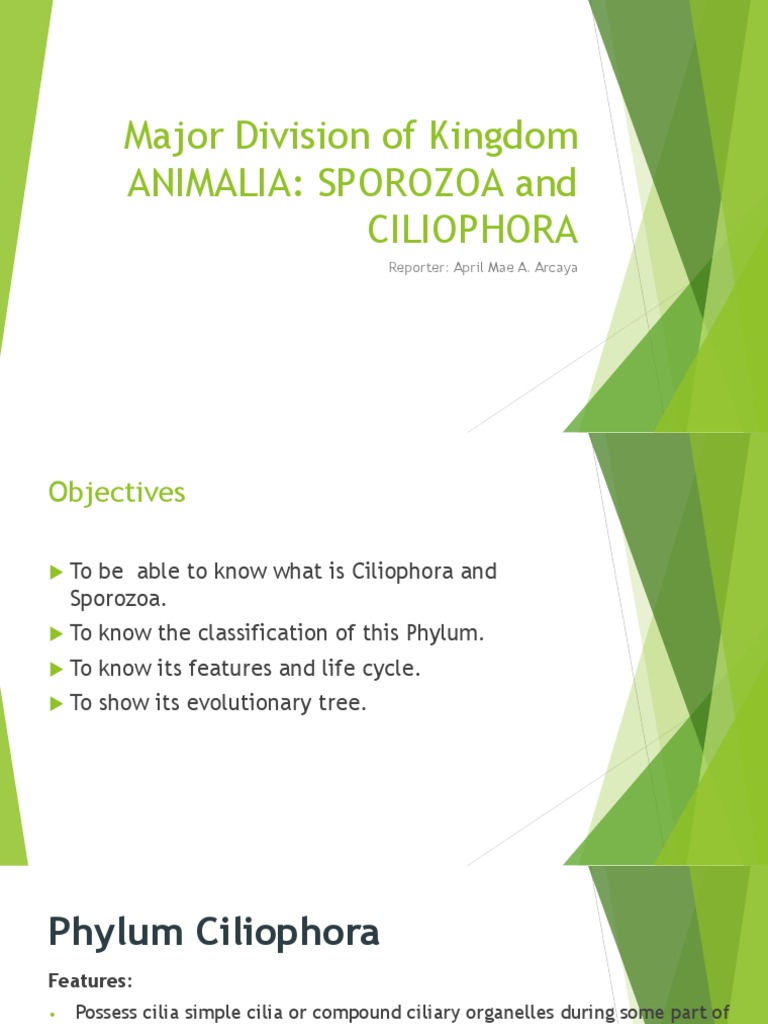 Major Division of Kingdom ANIMAliA | PDF | Plasmodium | Biology