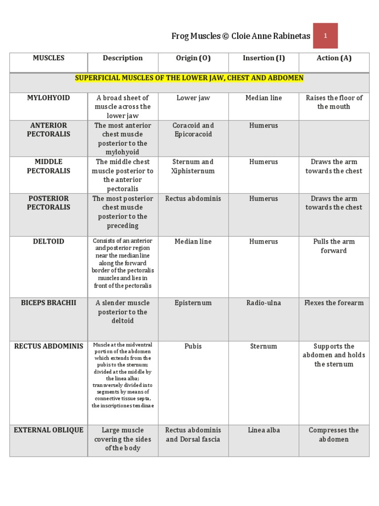 Frog Muscles With OIA PDF | PDF | Abdomen | Foot