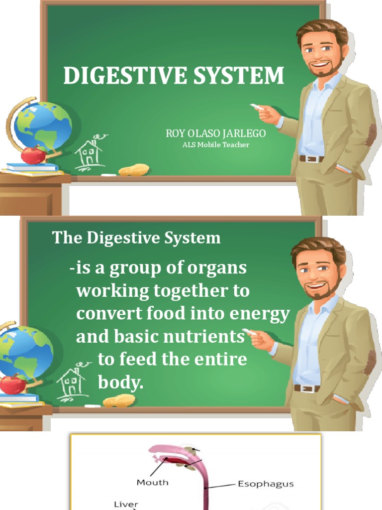 The Digestive System Explained | PDF | Human Digestive System | Digestion