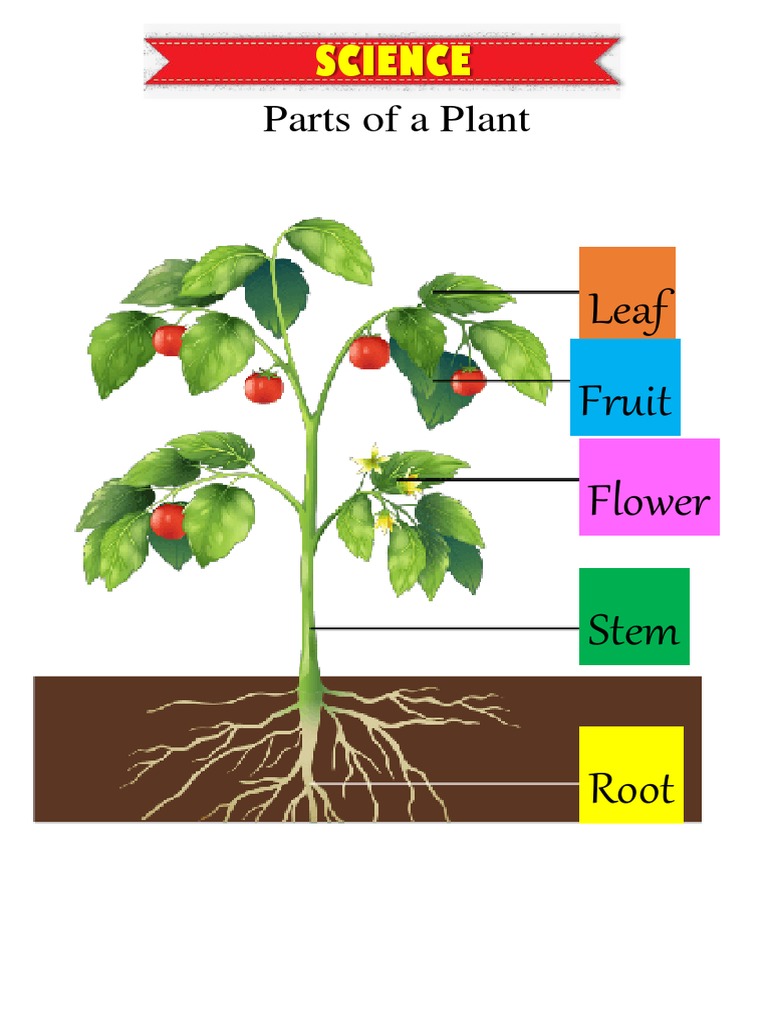 Parts of A Plant | PDF