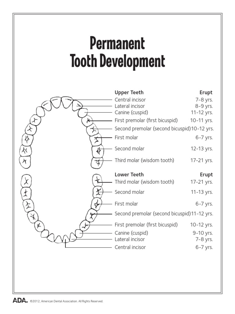 Permanent Tooth Development: Upper Teeth Erupt | PDF