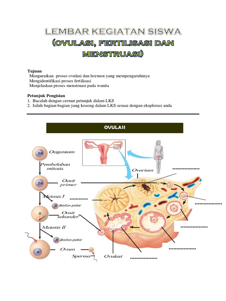 Proses Ovulasi dan Fertilisasi Manusia | PDF | Kesehatan Holistik ...