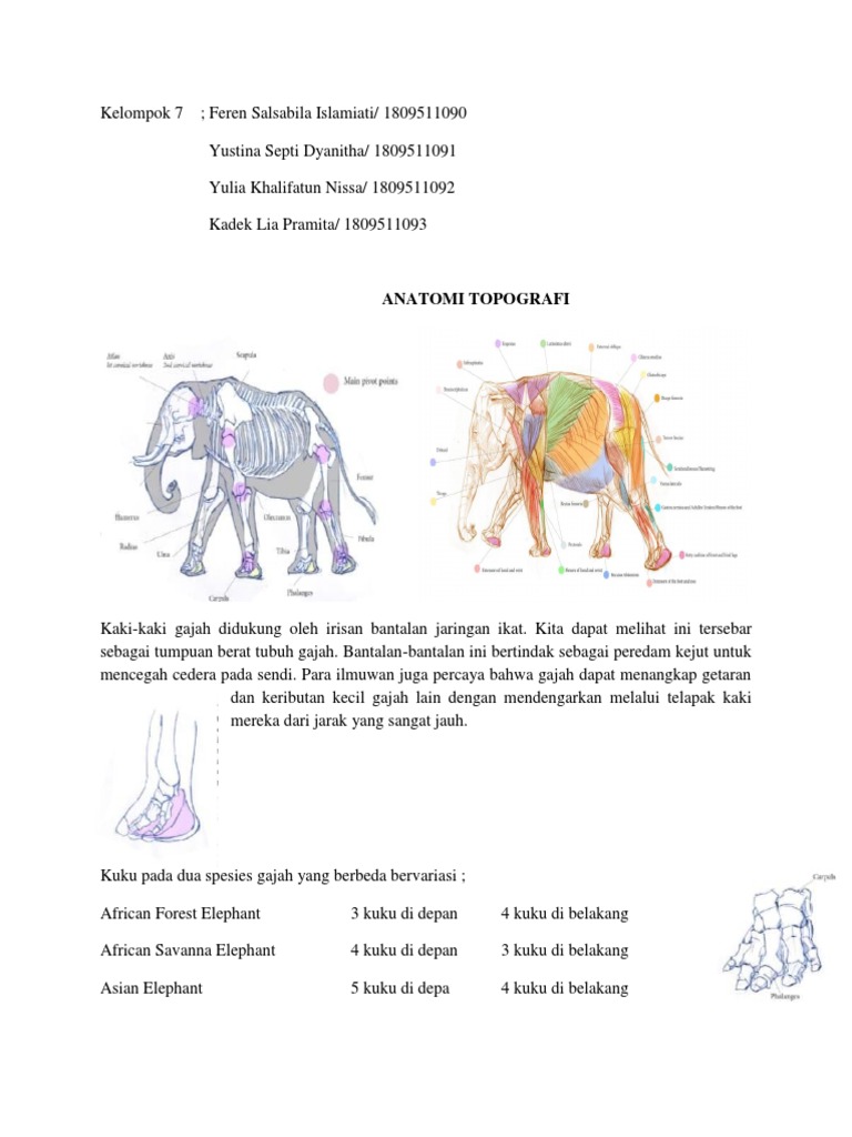 Anatomi Gajah | PDF